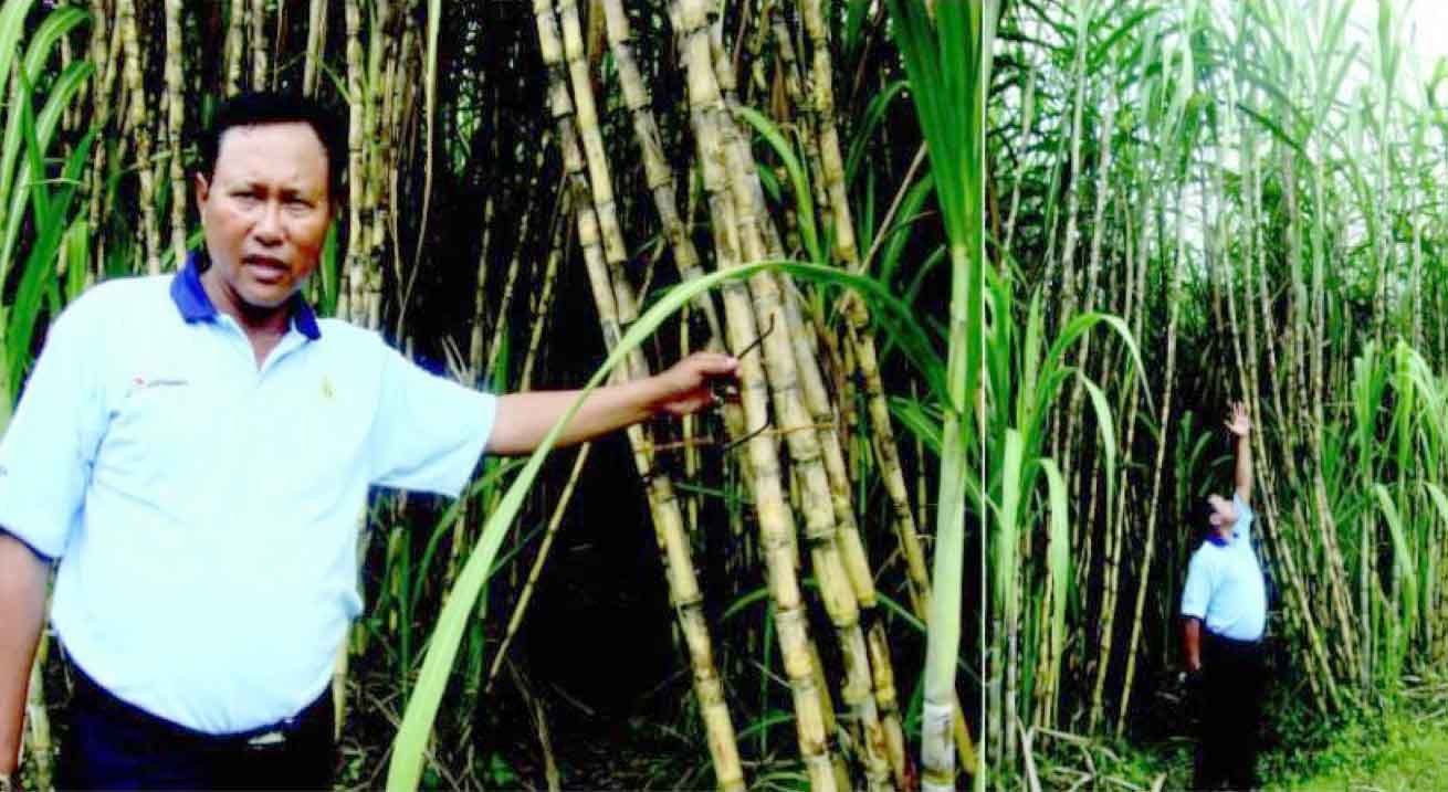 Aplikasi Pada Tanaman Tebu - DI GROW—Situs Resmi