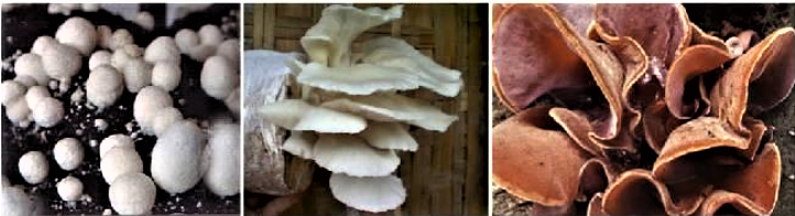 Aplikasi Pada Jamur Tiram dan Kuping - DI GROW—Situs Resmi