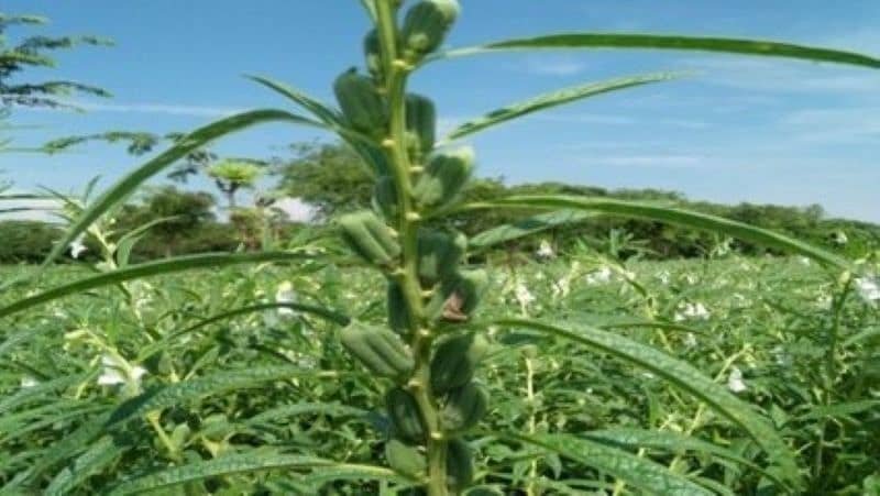 WOW… PANEN WIJEN MENINGKAT 40 PERSEN - DI GROW—Situs Resmi
