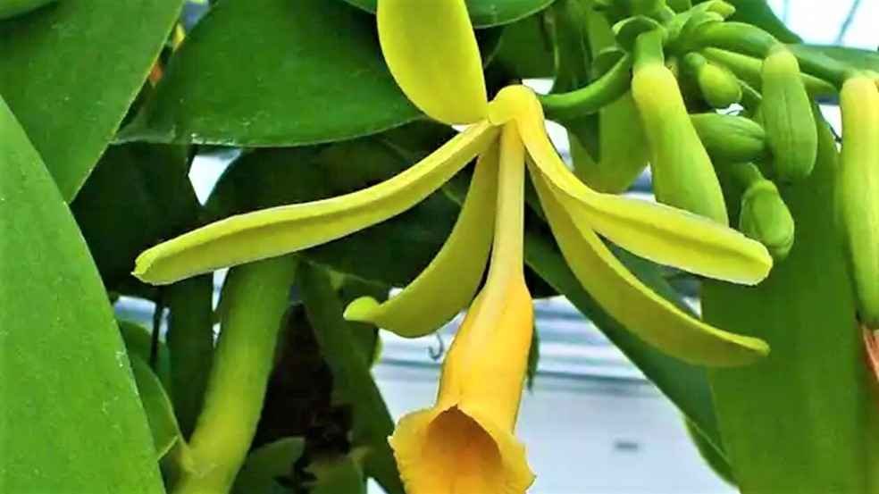 AGRIBISNIS EMAS HIJAU YANG MENGGIURKAN … - DI GROW—Situs Resmi