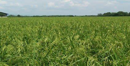 TERNYATA TERBUKTI…! PADI MENJADI TAHAN TERHADAP SERANGAN HAMA DAN ...