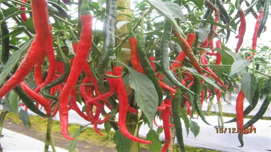 STRATEGI BUDIDAYA CABAI AGAR DAPAT HARGA TINGGI - DI GROW—Situs Resmi