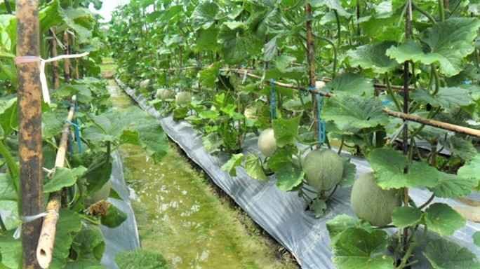 PANDUAN PRAKTIS BUDIDAYA MELON - DI GROW—Situs Resmi