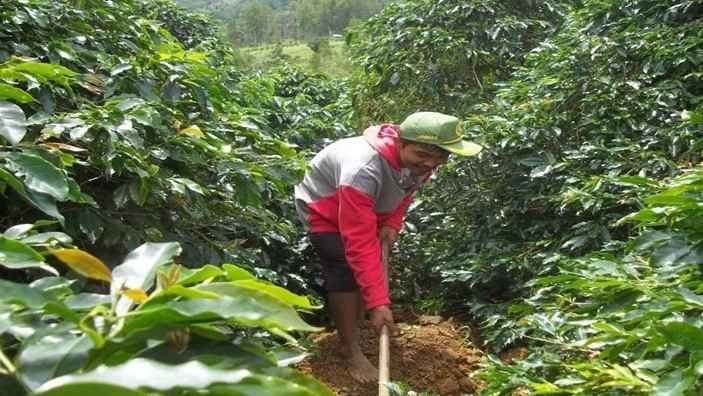 PROSPEK AGRIBISNIS KOPI SEMAKIN MENJANJIKAN SAAT INI - DI GROW—Situs Resmi