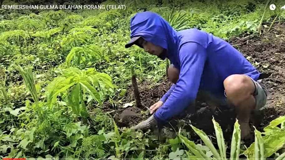 PELUANG AGRIBISNIS PORANG TANAMAN YANG BERNILAI EKONOMI TINGGI - DI ...