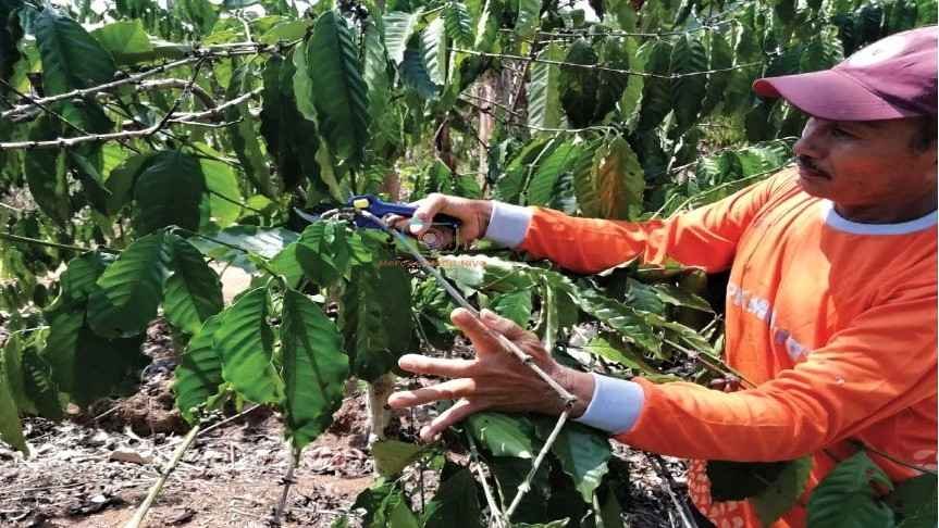 PROSPEK AGRIBISNIS KOPI SEMAKIN MENJANJIKAN SAAT INI - DI GROW—Situs Resmi