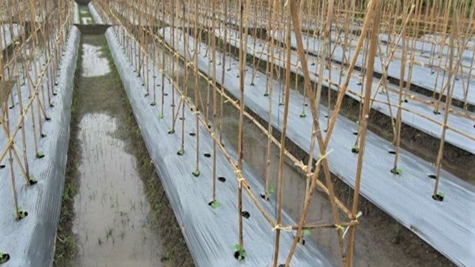 PANDUAN PRAKTIS BUDIDAYA MELON - DI GROW—Situs Resmi
