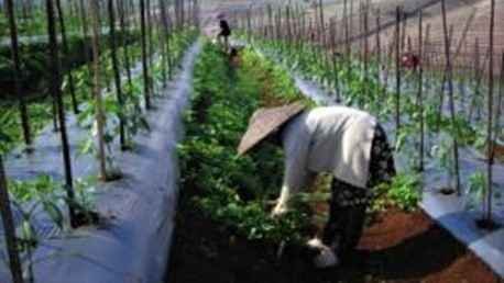 STRATEGI BUDIDAYA CABAI AGAR DAPAT HARGA TINGGI - DI GROW—Situs Resmi