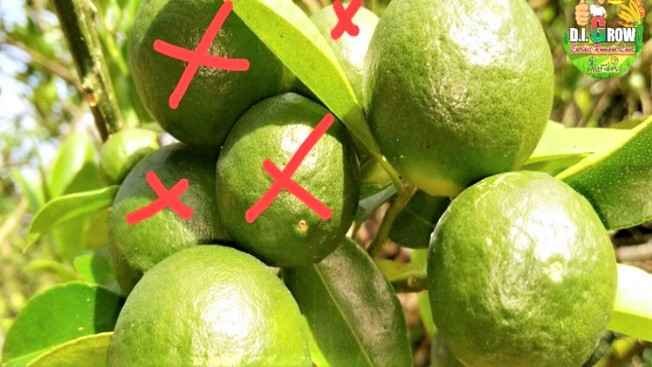 6 LANGKAH MENGATASI PECAH BUAH PADA TANAMAN JERUK - DI GROW—Situs Resmi