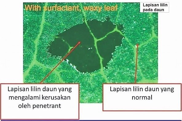FUNGSI SURFAKTANTERHADAP EFEKTIVITAS & EFISIENSI PENYEMPROTAN - DI GROW ...