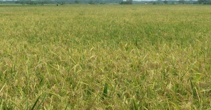 TERNYATA TERBUKTI…! PADI MENJADI TAHAN TERHADAP SERANGAN HAMA DAN ...