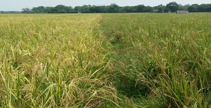 TERNYATA TERBUKTI…! PADI MENJADI TAHAN TERHADAP SERANGAN HAMA DAN ...