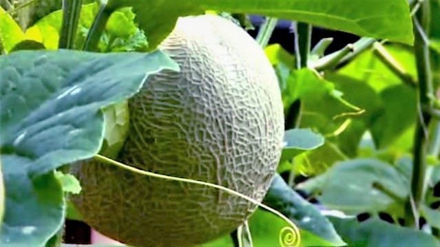 PANDUAN PRAKTIS BUDIDAYA MELON - DI GROW—Situs Resmi