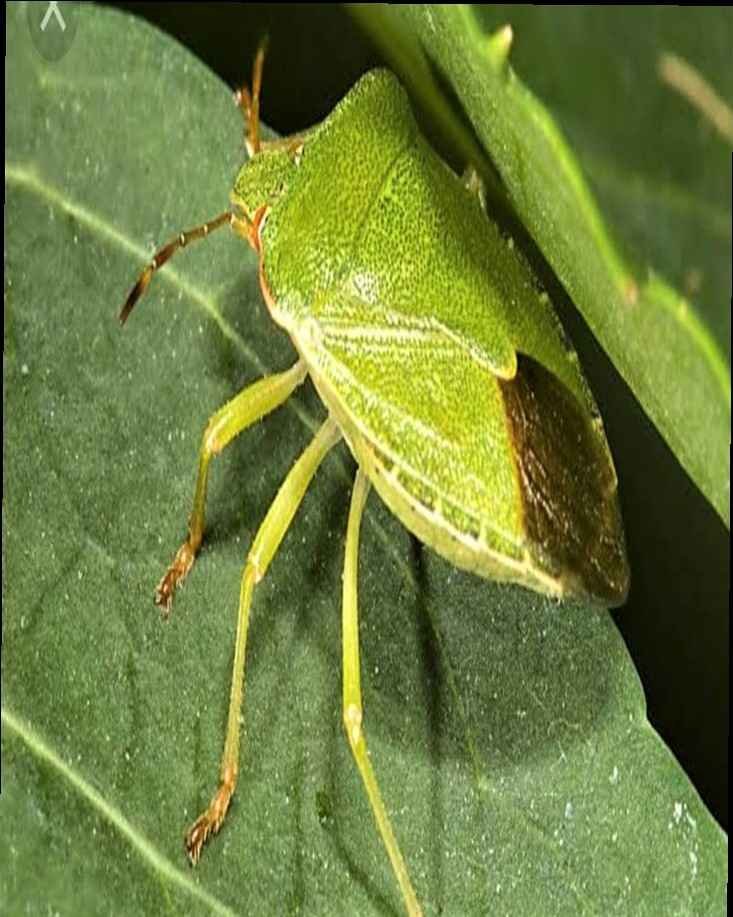 PENGENDALIAN HAMA DAN PENYAKIT PADA TANAMAN JAHE - DI GROW—Situs Resmi