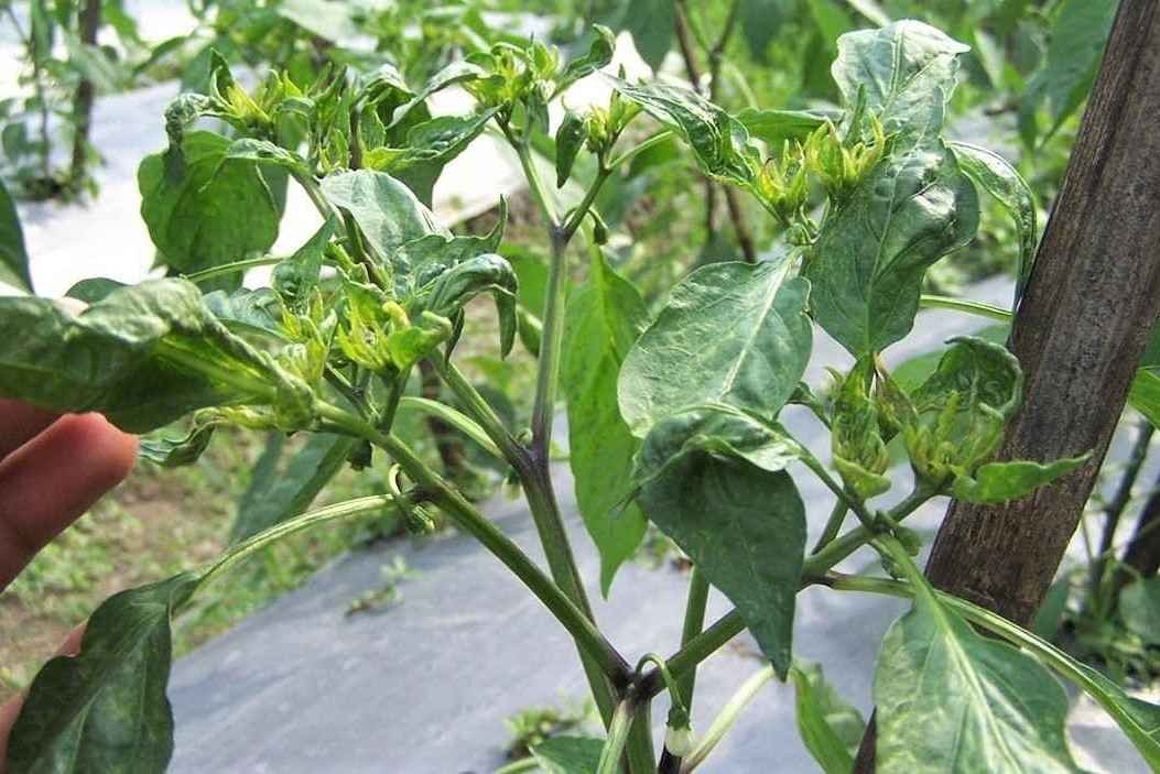 PENGENDALIAN HAMA DAN PENYAKIT TANAMAN CABAI - DI GROW—Situs Resmi