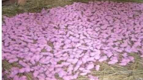 PENGENDALIAN HAMA DAN PENYAKIT PADA TANAMAN JAHE - DI GROW—Situs Resmi