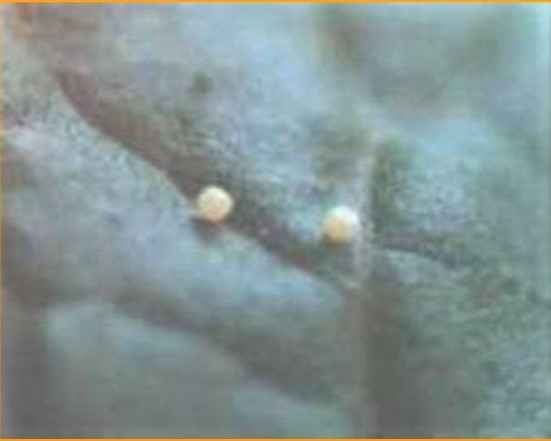 PENGENDALIAN HAMA DAN PENYAKIT TANAMAN CABAI - DI GROW—Situs Resmi