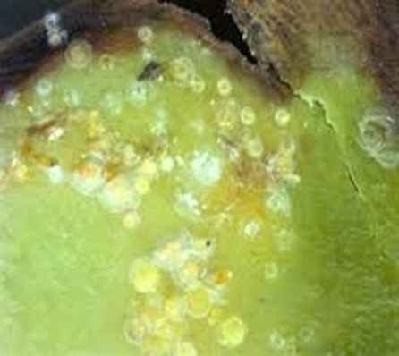 PENGENDALIAN HAMA DAN PENYAKIT TANAMAN PEPAYA - DI GROW—Situs Resmi