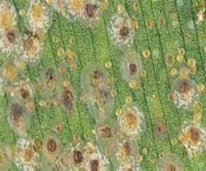 PENGENDALIAN HAMA DAN PENYAKIT TANAMAN PEPAYA - DI GROW—Situs Resmi