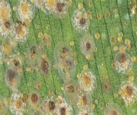 PENGENDALIAN HAMA DAN PENYAKIT TANAMAN PEPAYA - DI GROW—Situs Resmi