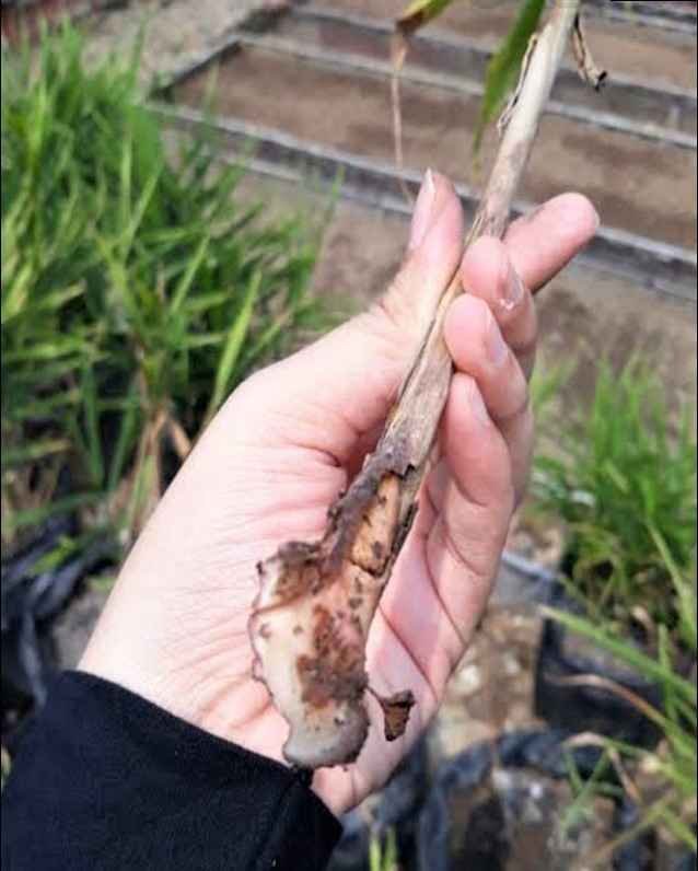 PENGENDALIAN HAMA DAN PENYAKIT PADA TANAMAN JAHE - DI GROW—Situs Resmi