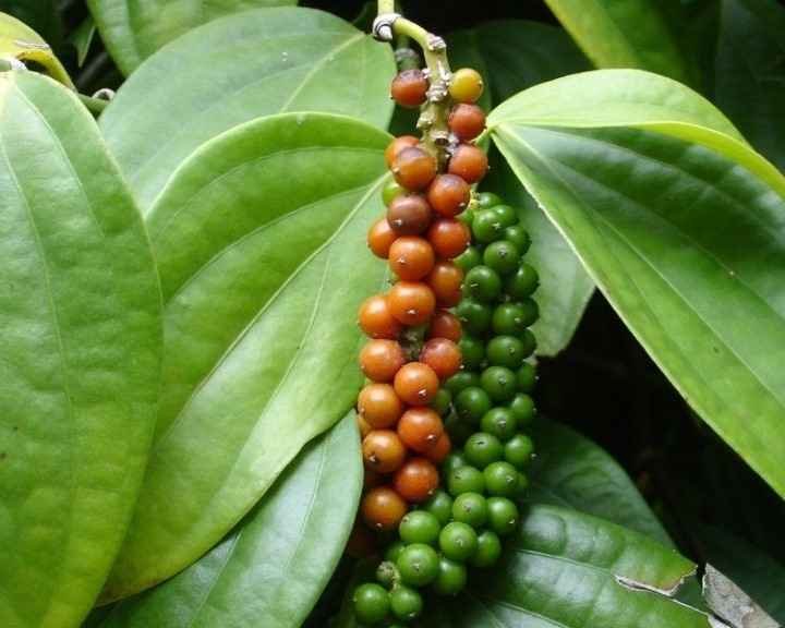 SANG RAJA REMPAH PEMBAWA BERKAH - DI GROW—Situs Resmi