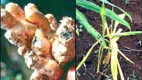 PENGENDALIAN HAMA DAN PENYAKIT PADA TANAMAN JAHE - DI GROW—Situs Resmi