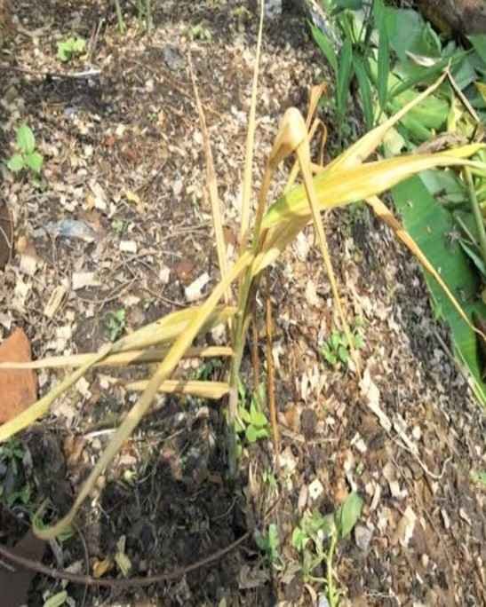 PENGENDALIAN HAMA DAN PENYAKIT PADA TANAMAN JAHE - DI GROW—Situs Resmi