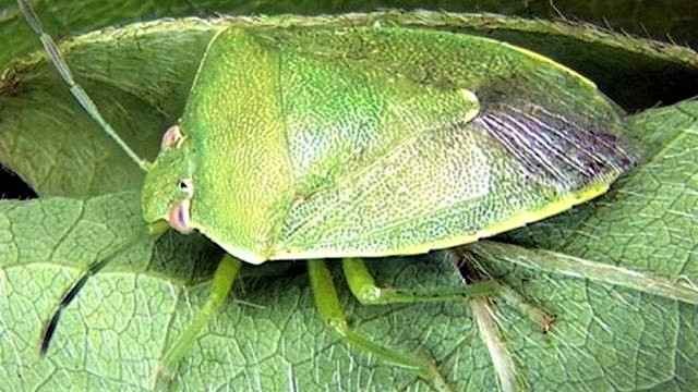 PENGENDALIAN HAMA DAN PENYAKIT PADA TANAMAN JAHE - DI GROW—Situs Resmi