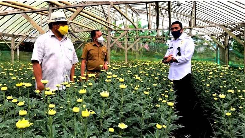 BUNGA KRISAN YANG SARAT MANFAAT - DI GROW—Situs Resmi