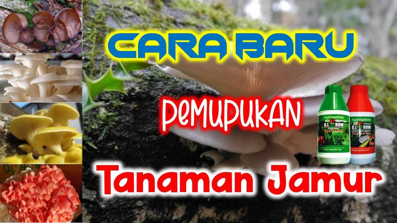 CARA APLIKASI PUPUK DI.GROW PADA TANAMAN JAMUR - DI GROW—Situs Resmi