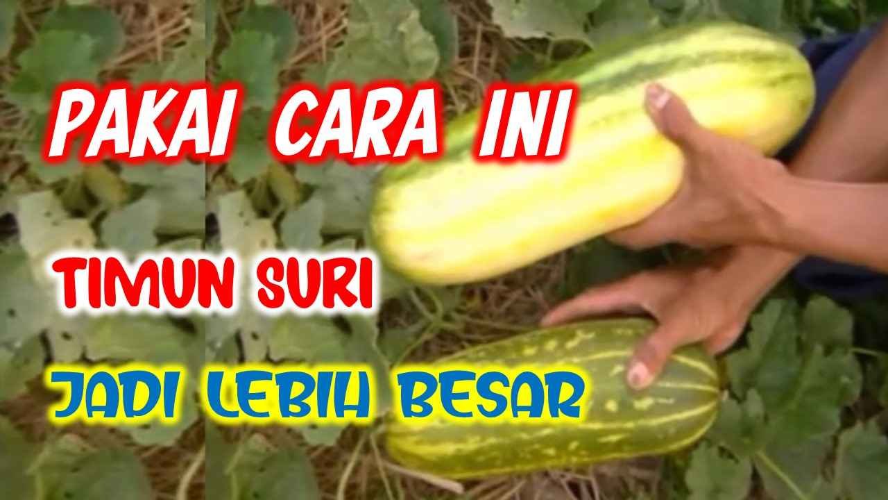 GUNAKAN CARA INI, BUAH TIMUN SURI AKAN MENJADI LEBIH BESAR - DI GROW—Situs Resmi