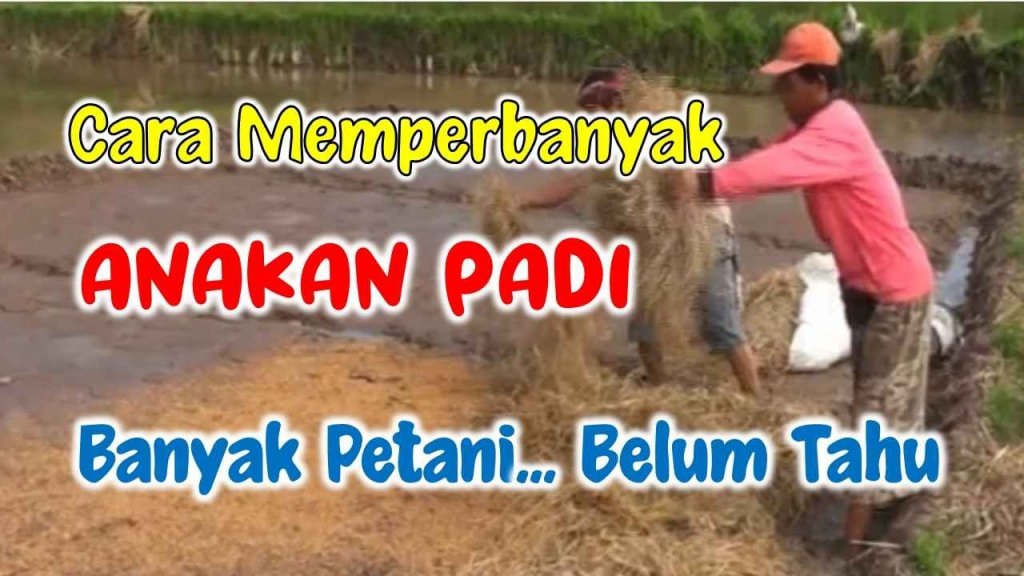 CARA MEMPERBANYAK ANAKAN PADI - DI GROW—Situs Resmi