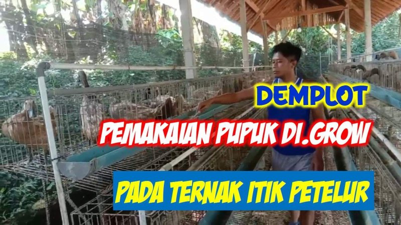 DEMPLOT PEMAKAIAN PUPUK DI.GROW PADA TERNAK ITIK PETELUR - DI GROW ...