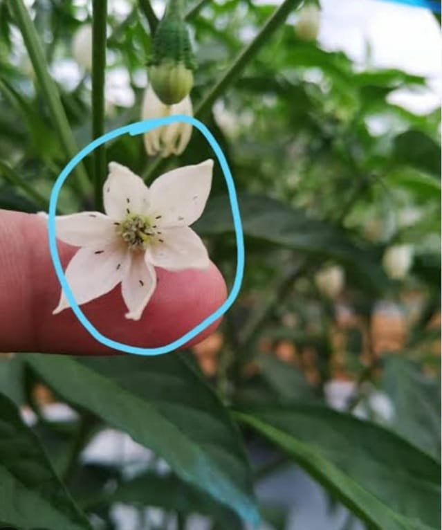 Trik Jitu Kendalikan Hama Thrips - DI GROW—Situs Resmi