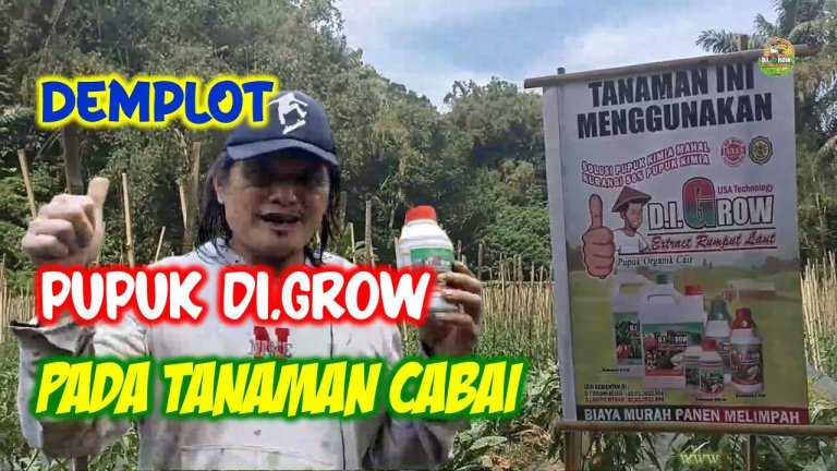DEMPLOT PEMAKAIAN PUPUK DI.GROW PADA TANAMAN CABAI - DI GROW—Situs Resmi
