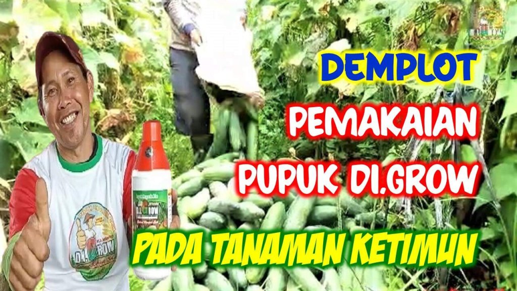 DEMPLOT PEMAKAIAN PUPUK DI.GROW PADA TANAMAN KETIMUN - DI GROW—Situs Resmi