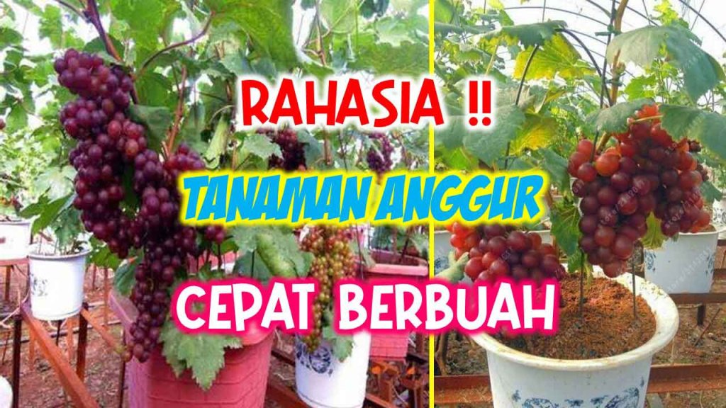 CARA MEMBUAHKAN TABULAMPOT ANGGUR DENGAN MUDAH - DI GROW—Situs Resmi