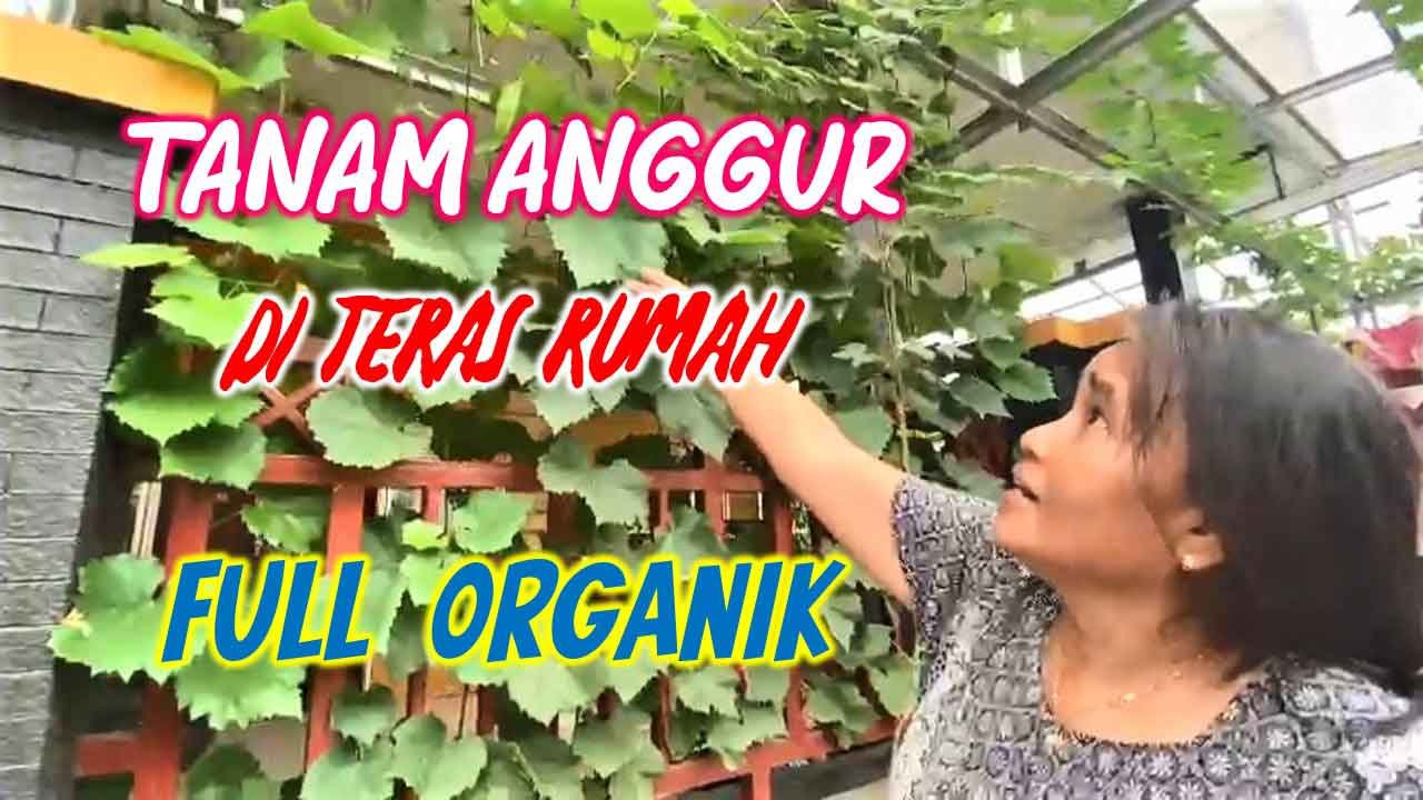 Budidaya Tanaman Anggur Di Teras Rumah Full Organik Di Grow—situs Resmi