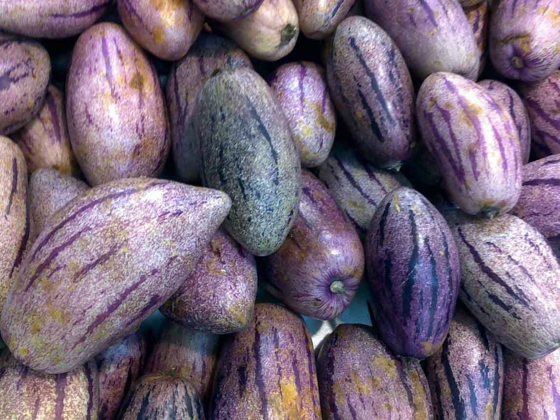 RAHASIA PANEN PEPINO LEBIH CEPAT DAN LEBIH BERBOBOT - DI GROW—Situs Resmi