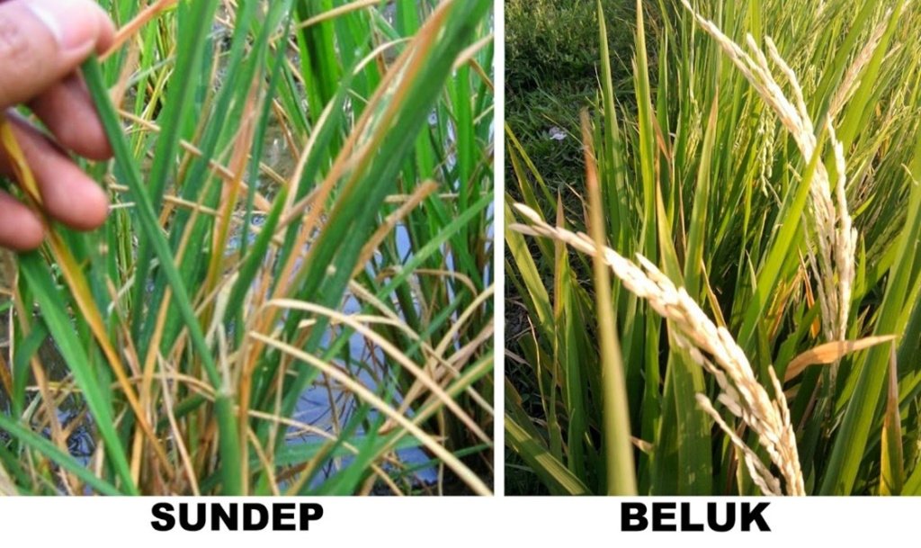 MENGENAL HAMA PENGGEREK BATANG PADI DAN CARA MENGENDALIKANNYA - DI GROW ...