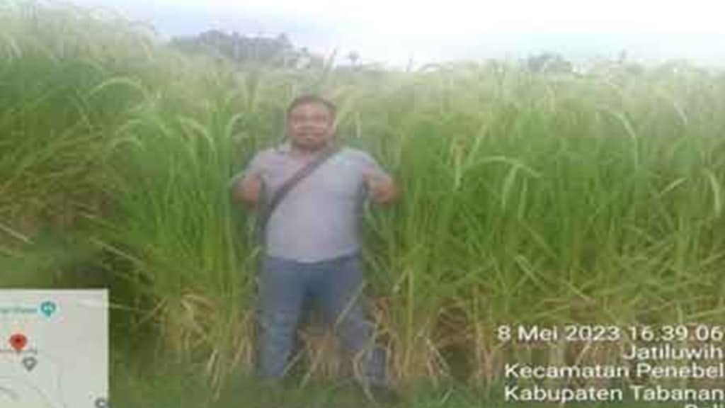 PADI FULL ORGANIK, PANEN MENINGKAT, HARGA LEBIH MAHAL TERNYATA INI ...