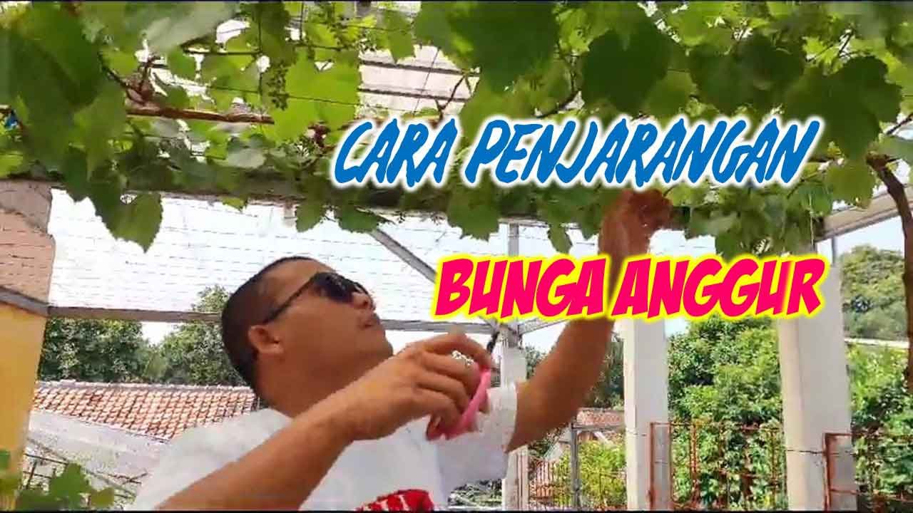 CARA PENJARANGAN BUNGA ANGGUR - DI GROW—Situs Resmi