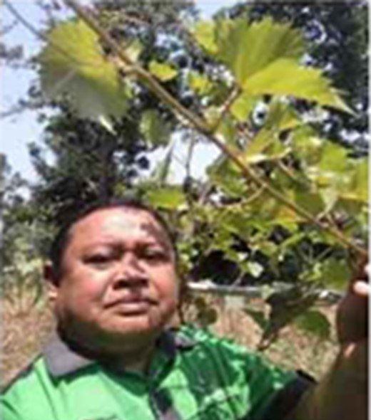 AKHIRNYA ANGGUR-KU BERBUAH - DI GROW—Situs Resmi