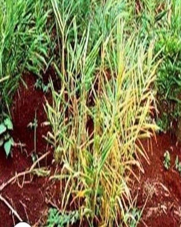 PENYAKIT LAYU BACTERI PADA TANAMAN JAHE - DI GROW—Situs Resmi